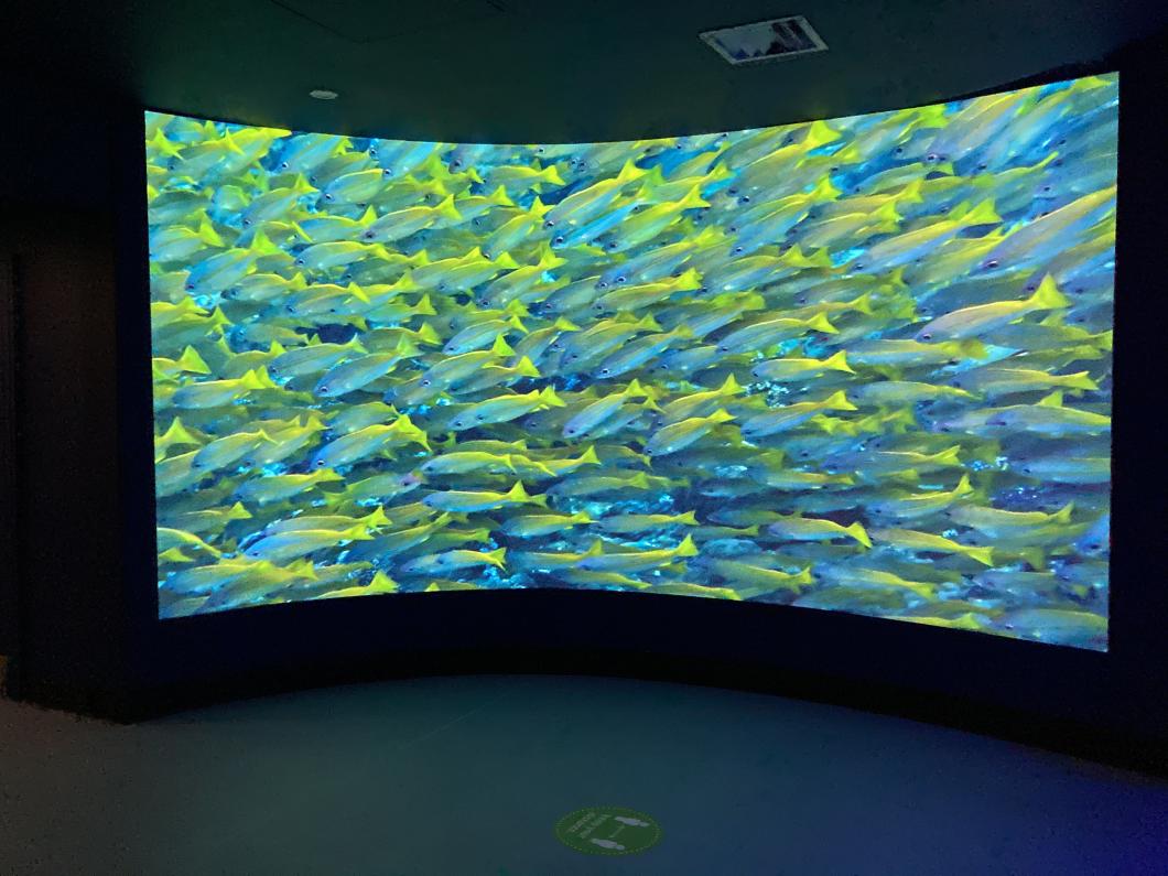 World Museum Liverpool Aquarium - GVAV